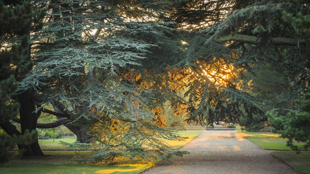 Trees - Cambridge University Botanic Garden