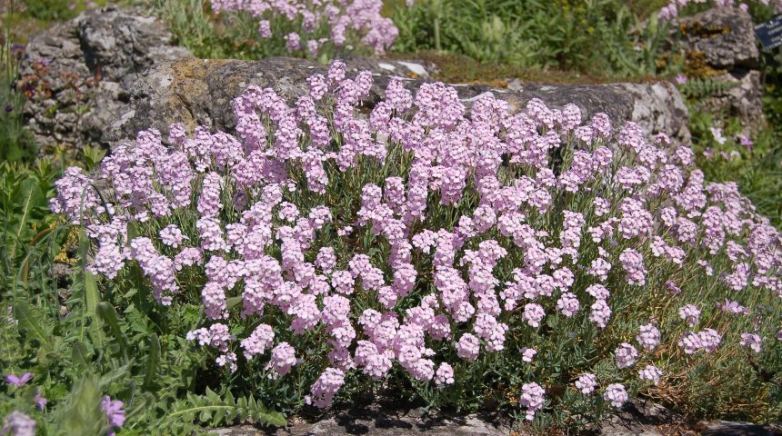 Aethionema grandiflorum - Cambridge Botanic Garden