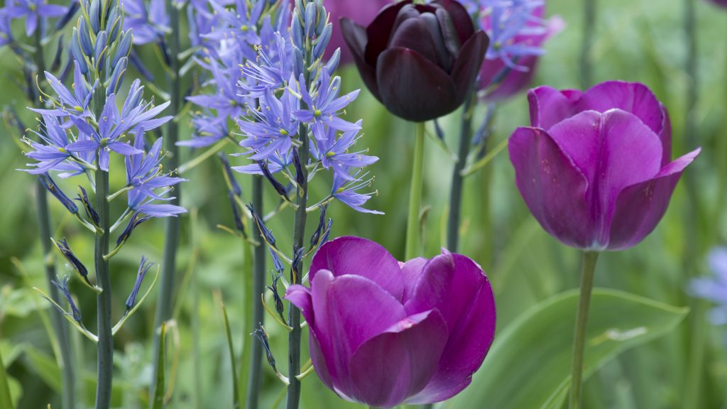 Cory Lawn - Cambridge University Botanic Garden