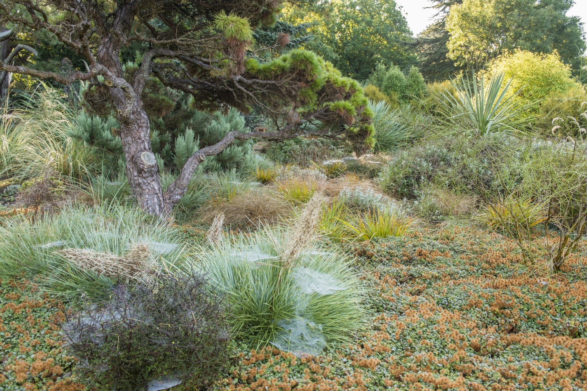 Forest ecology & conservation - Cambridge Botanic Garden