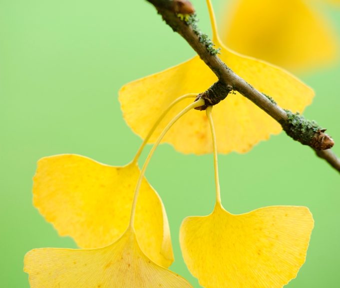 Maidenhair Tree - Cambridge University Botanic Garden