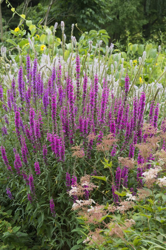 - Cambridge Botanic Garden