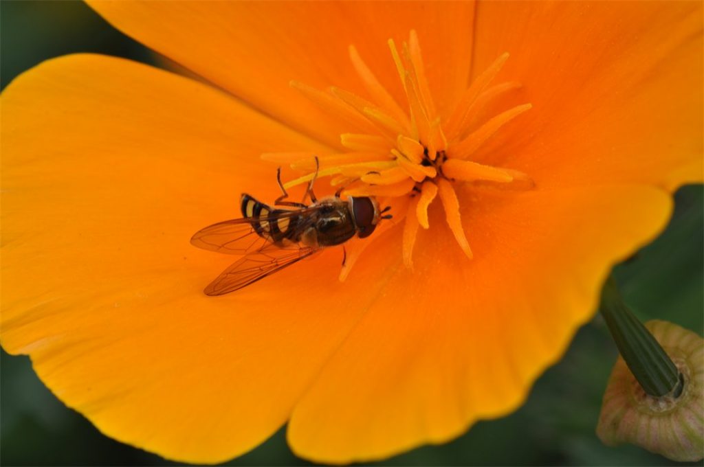 Pollinators and agriculture - Cambridge University Botanic Garden