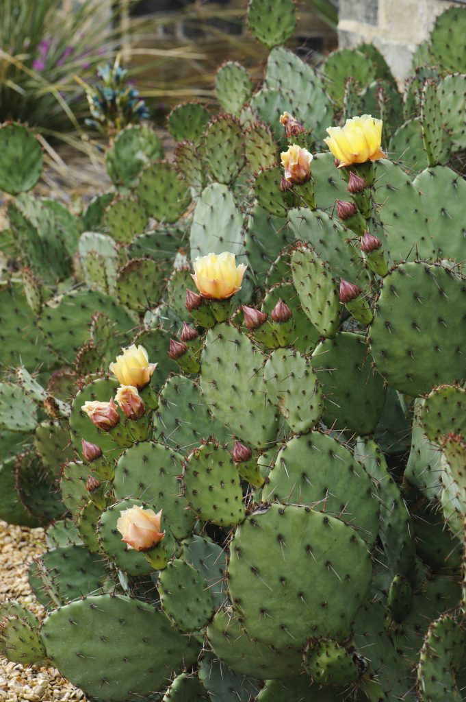 Opuntia phaeacantha - Cambridge Botanic Garden