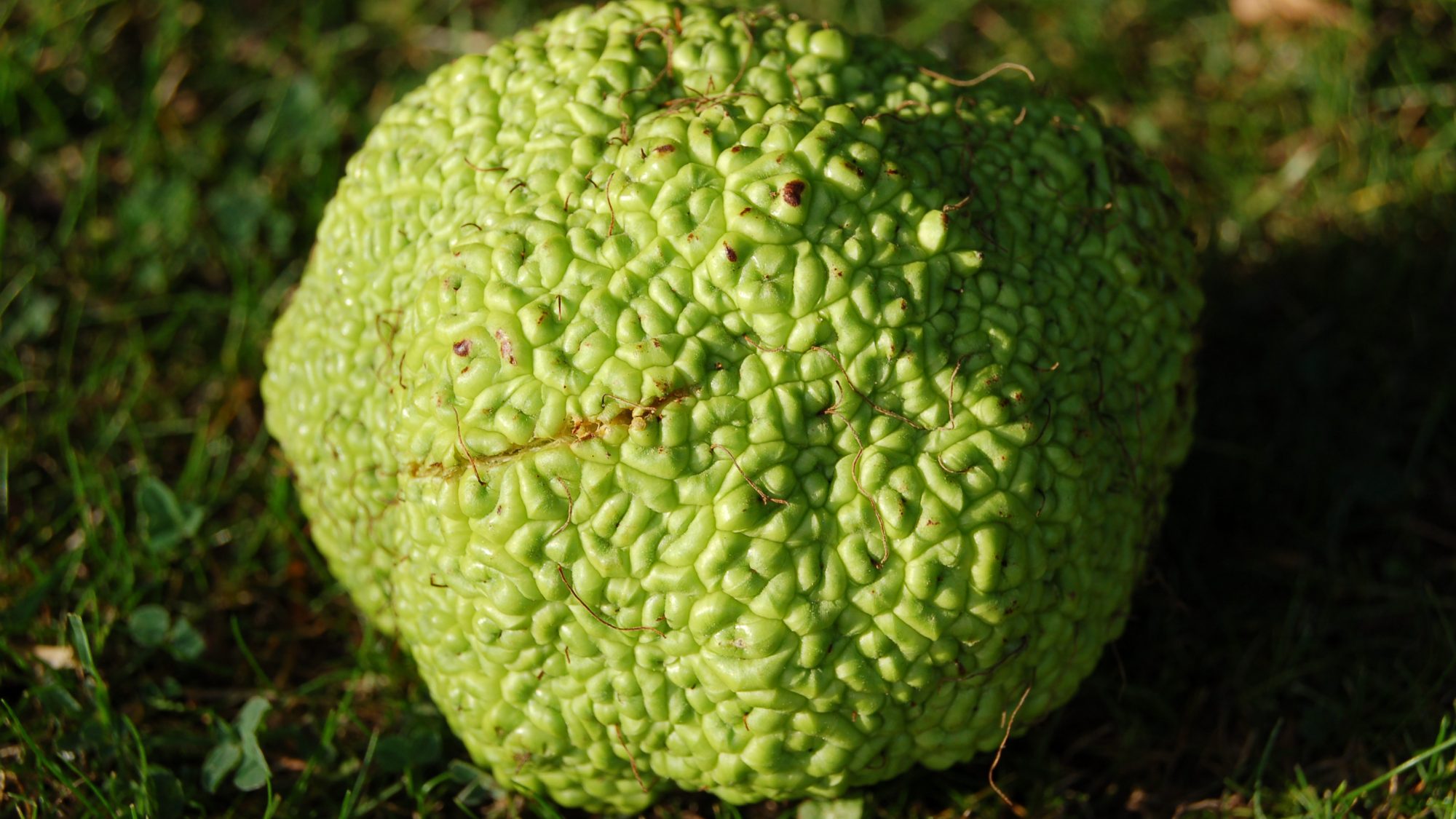 Maclura pomifera - Cambridge Botanic Garden