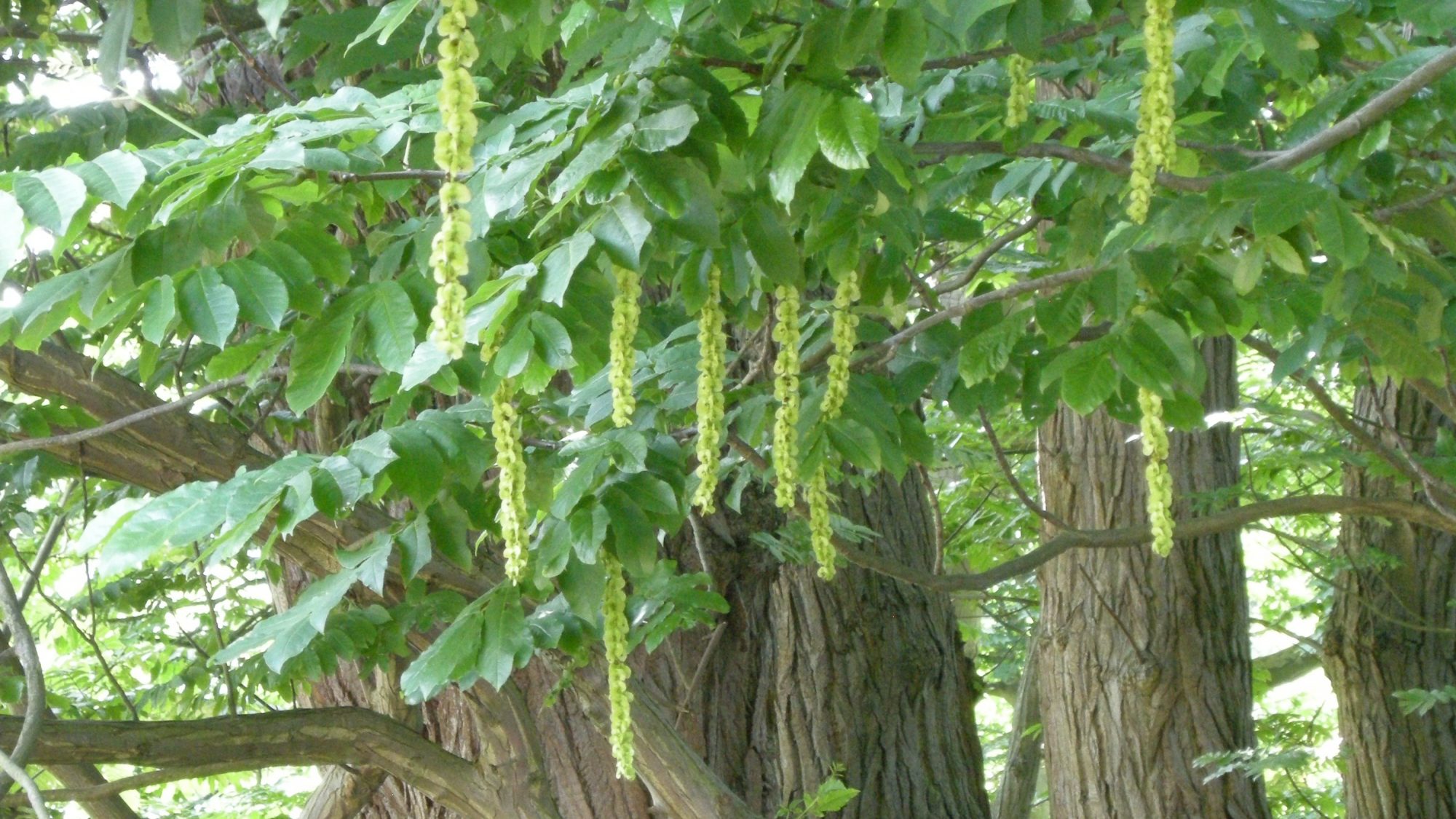 Caucasian Wingnut - Cambridge Botanic Garden