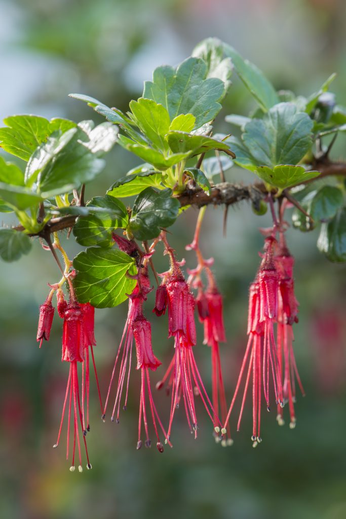 Ribes - Cambridge Botanic Garden