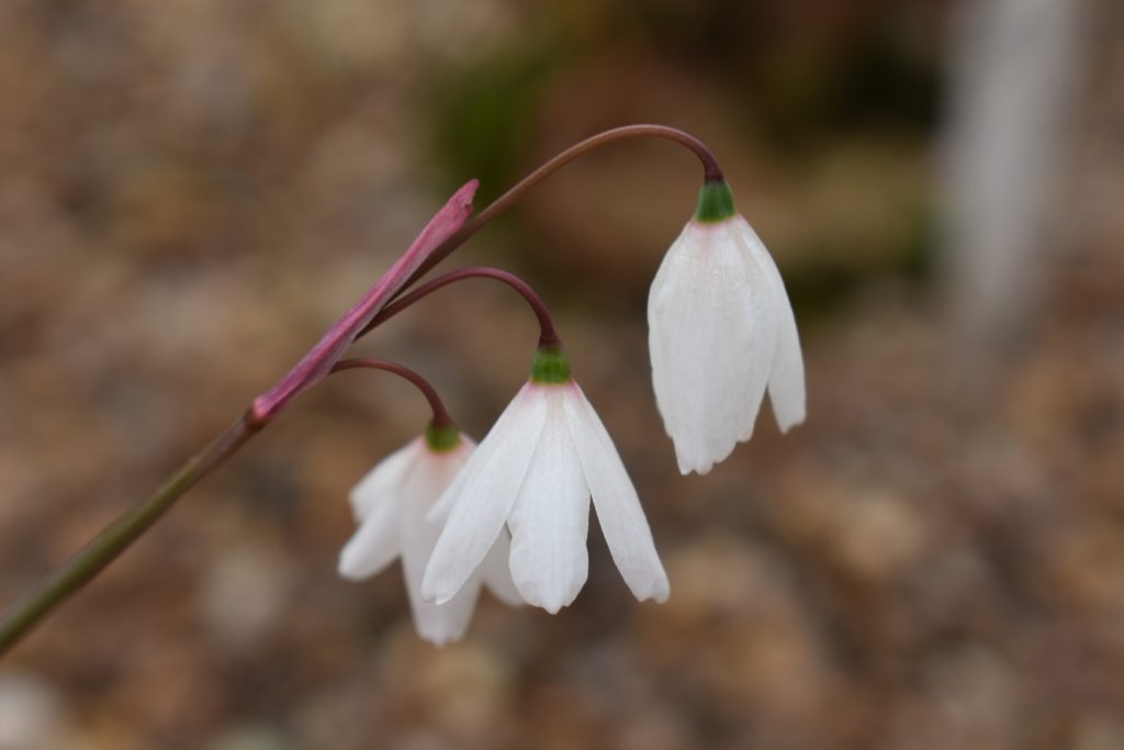Acis autumnalis - Cambridge University Botanic Garden