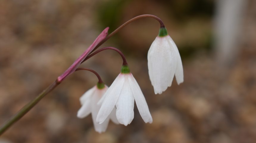 Acis autumnalis - Cambridge University Botanic Garden