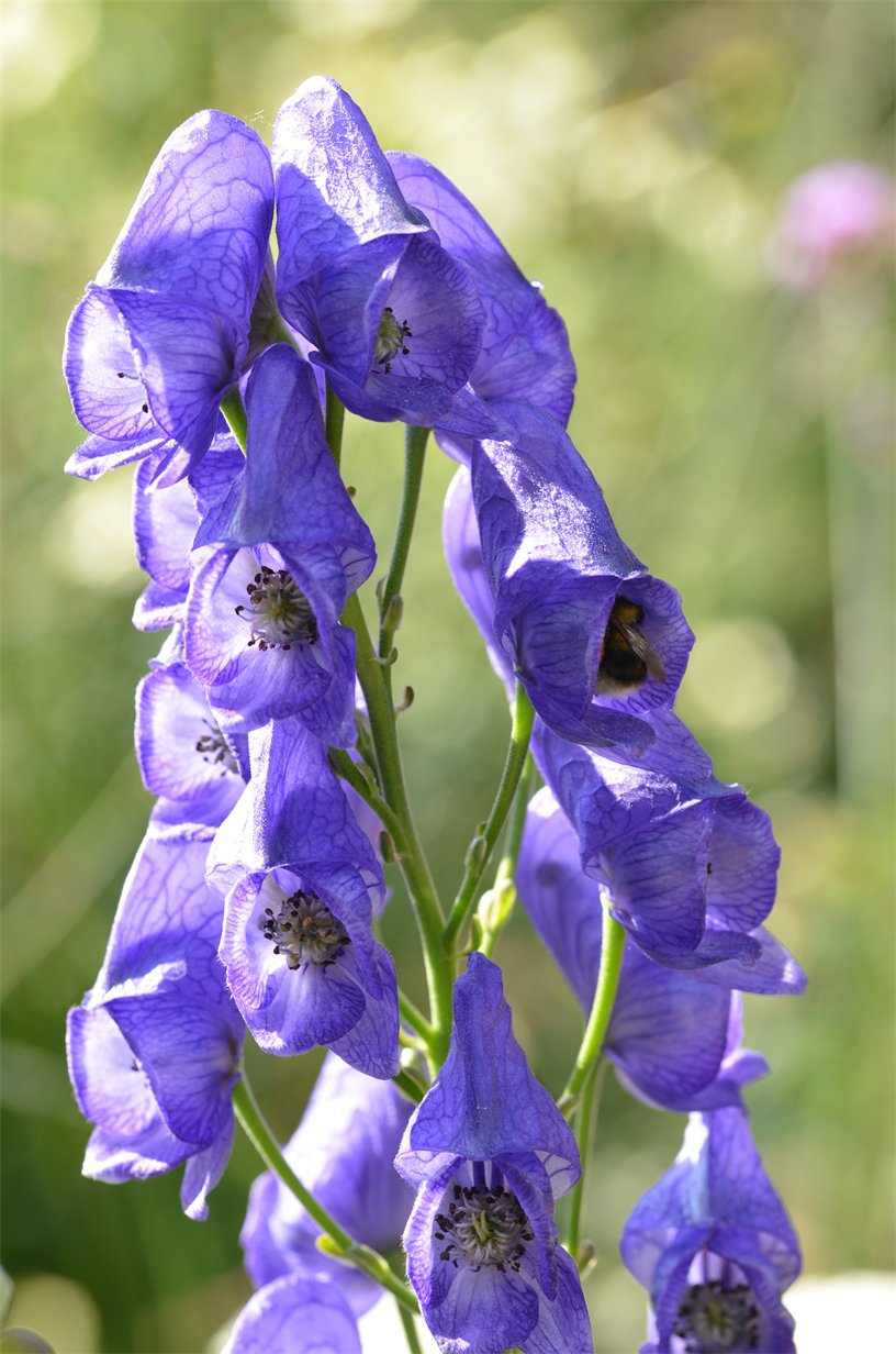 Aconitum carmichaelii var arendsii - Cambridge Botanic Garden