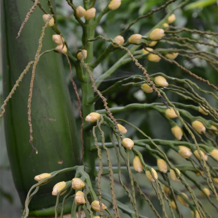 Plants Archive - Page 59 of 73 - Cambridge Botanic Garden