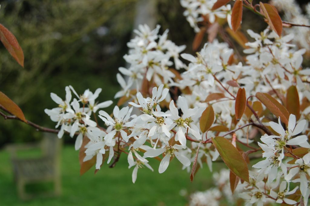 Amelanchier lamarckii - Cambridge University Botanic Garden