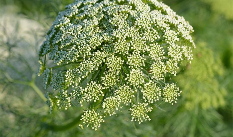 Ammi visnaga - Cambridge University Botanic Garden