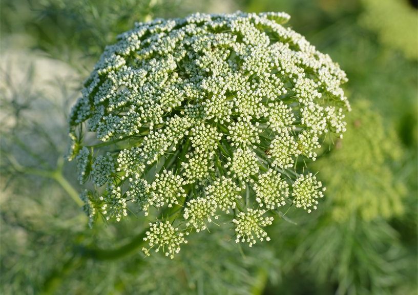 Ammi visnaga - Cambridge University Botanic Garden