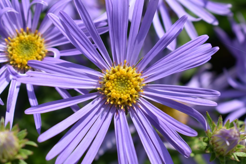 Aster x frikartii 'Mönch' - Cambridge University Botanic Garden