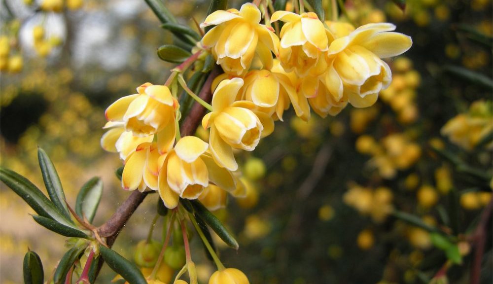 Berberis x stenophylla 'Pink Pearl' - Cambridge University Botanic Garden