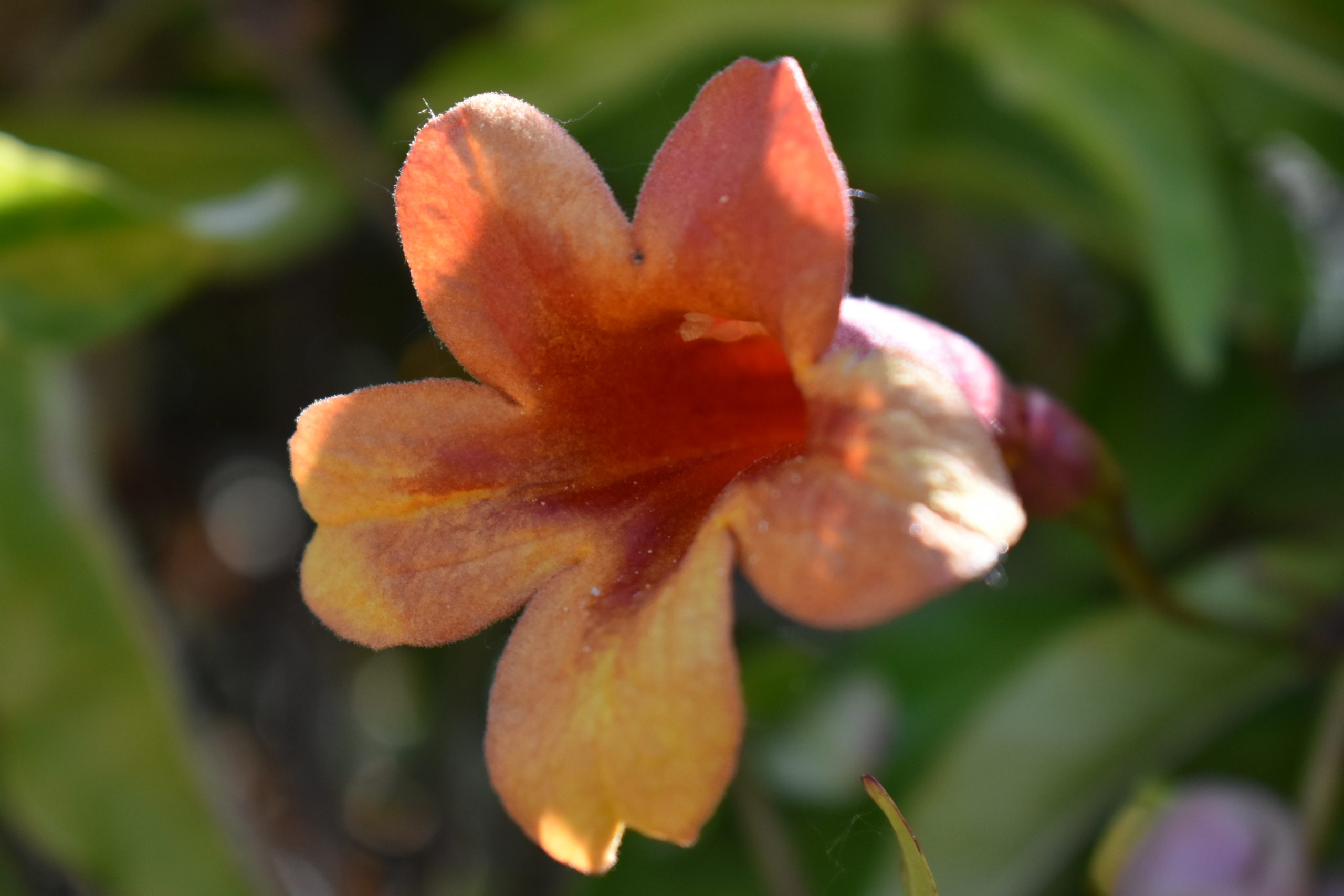 Bignonia capreolata - Cambridge University Botanic Garden