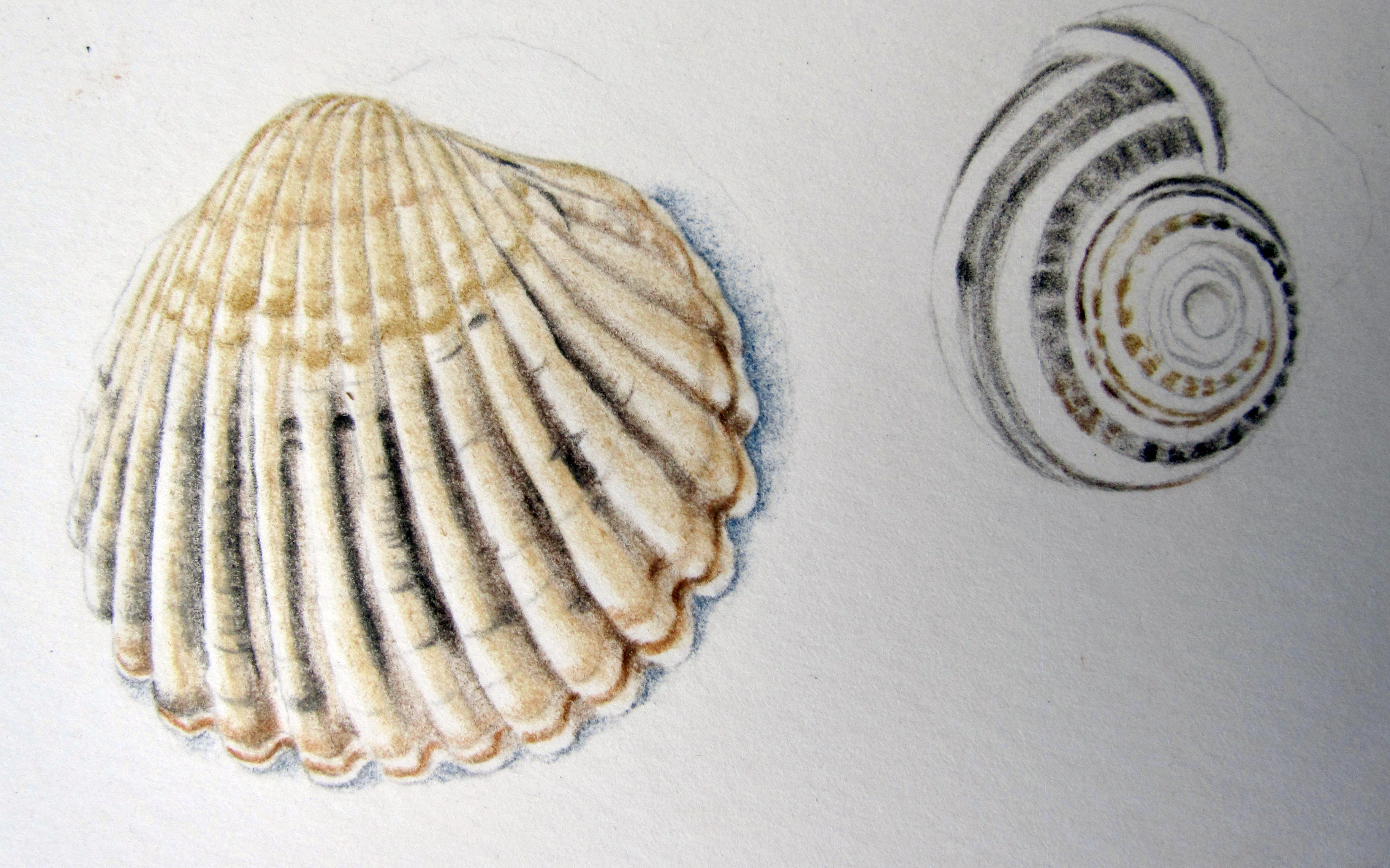 Shells - Cambridge Botanic Garden