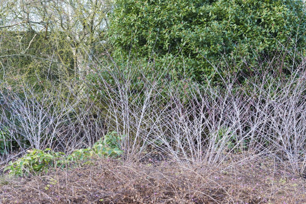 Top 10 plants for winter interest - Cambridge University Botanic Garden