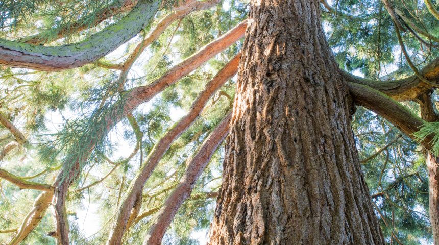 Giant Redwood - Cambridge University Botanic Garden