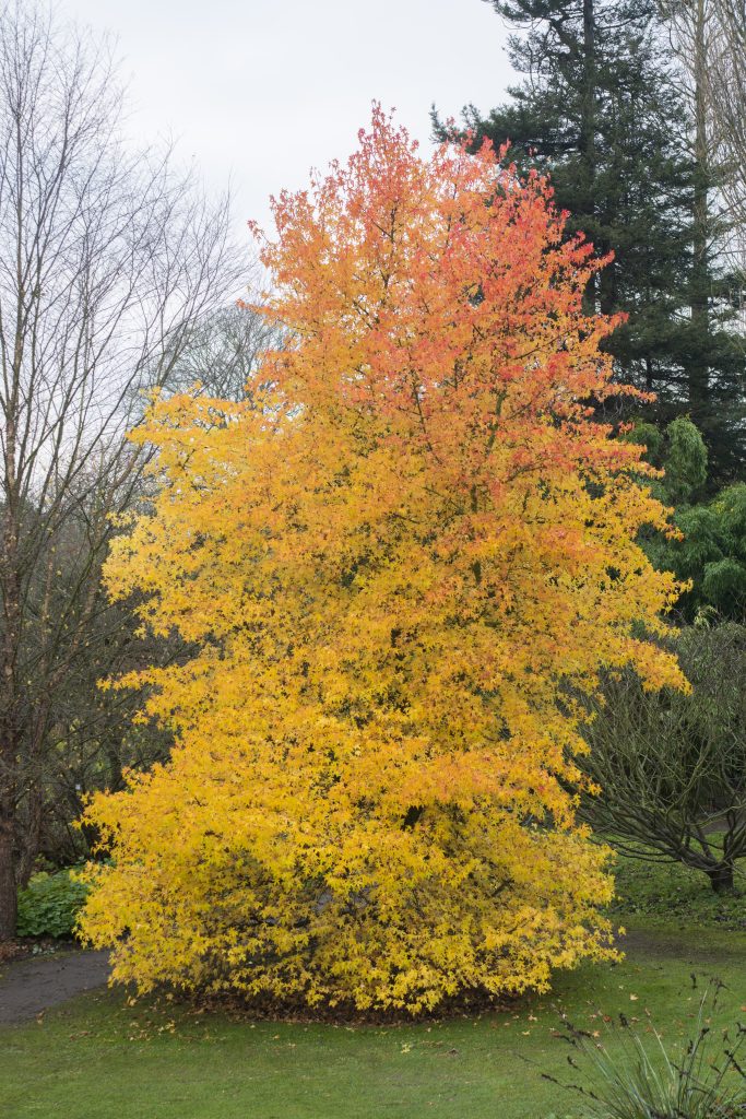 Liquidambar - Cambridge Botanic Garden
