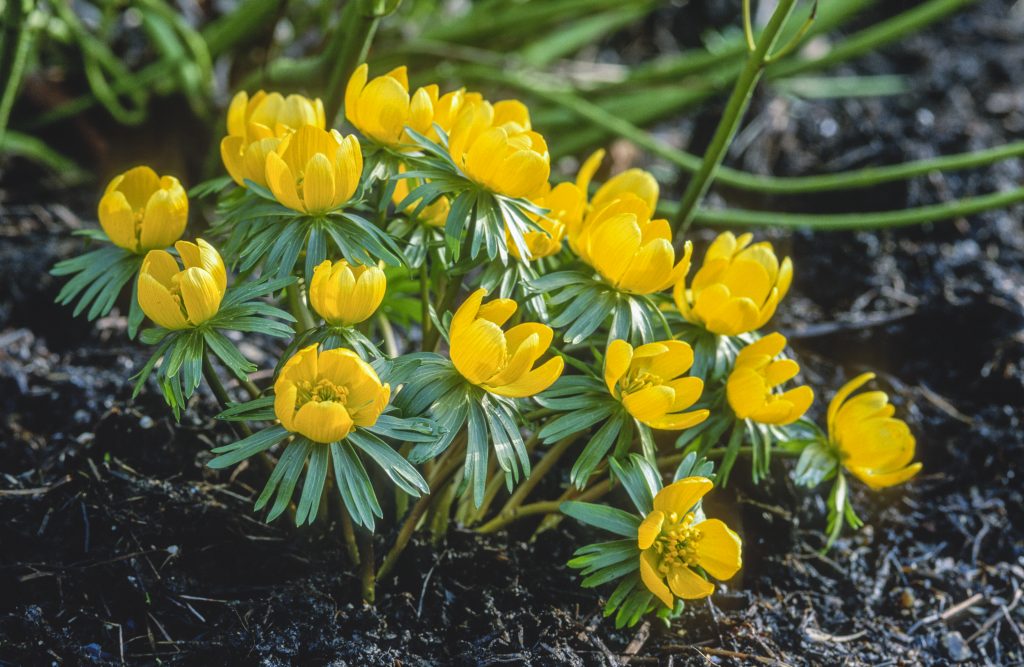 Eranthis hyemalis - Cambridge Botanic Garden