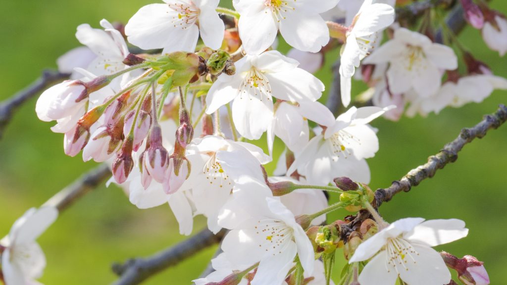 Ornamental Cherries - Cambridge University Botanic Garden