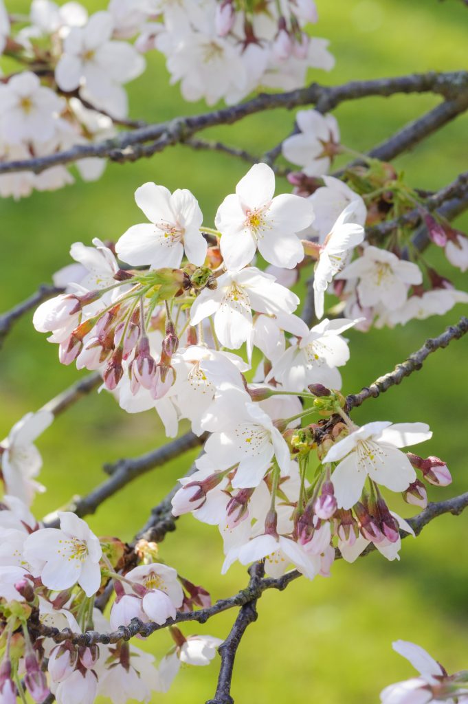 Prunus x yedoensis - Cambridge Botanic Garden