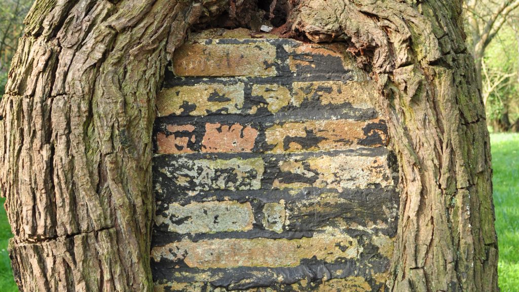 Wild Pear - Cambridge University Botanic Garden