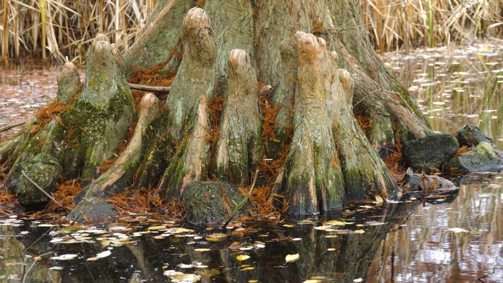 Swamp Cypress - Cambridge University Botanic Garden