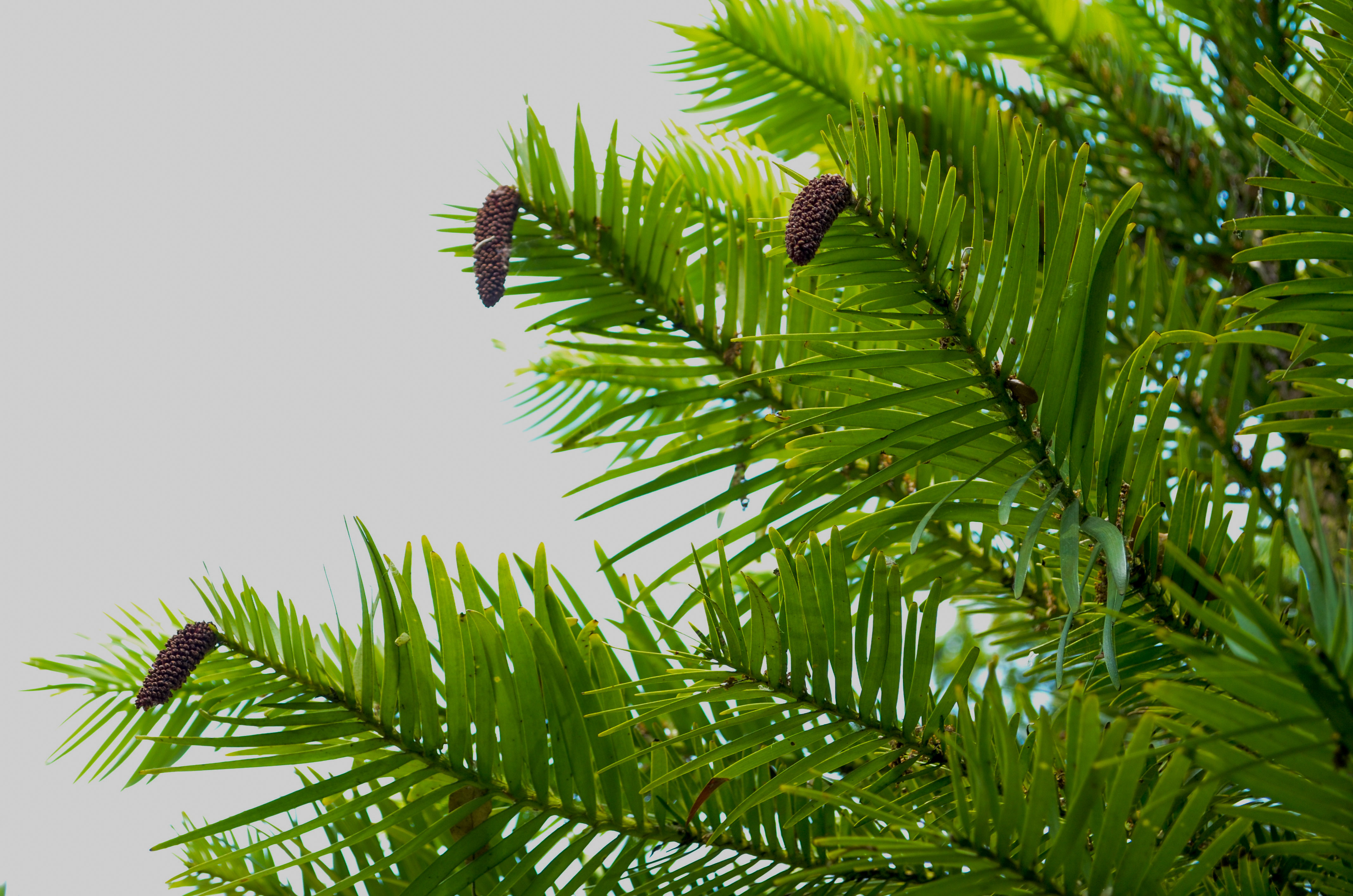 Wollemia-nobilis-20060290-A-10 - Cambridge Botanic Garden