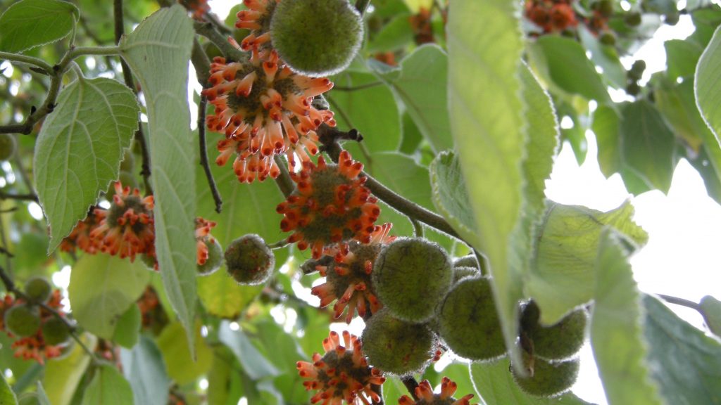Paper Mulberry - Cambridge University Botanic Garden