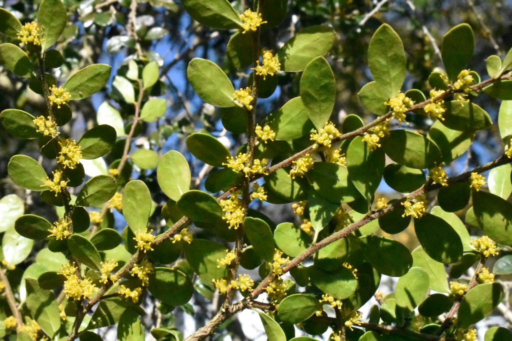 Azara microphylla - Cambridge University Botanic Garden