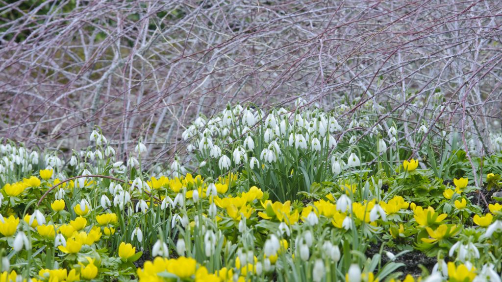 Welcome to Cambridge University Botanic Garden - Find Out More