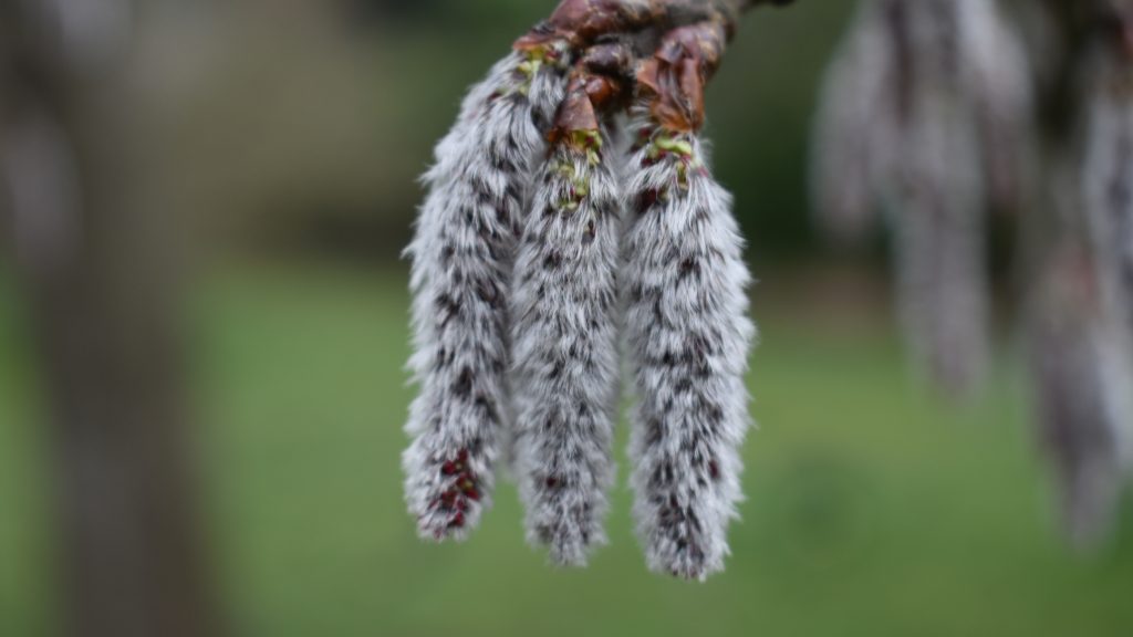 Populus tremula - Cambridge University Botanic Garden