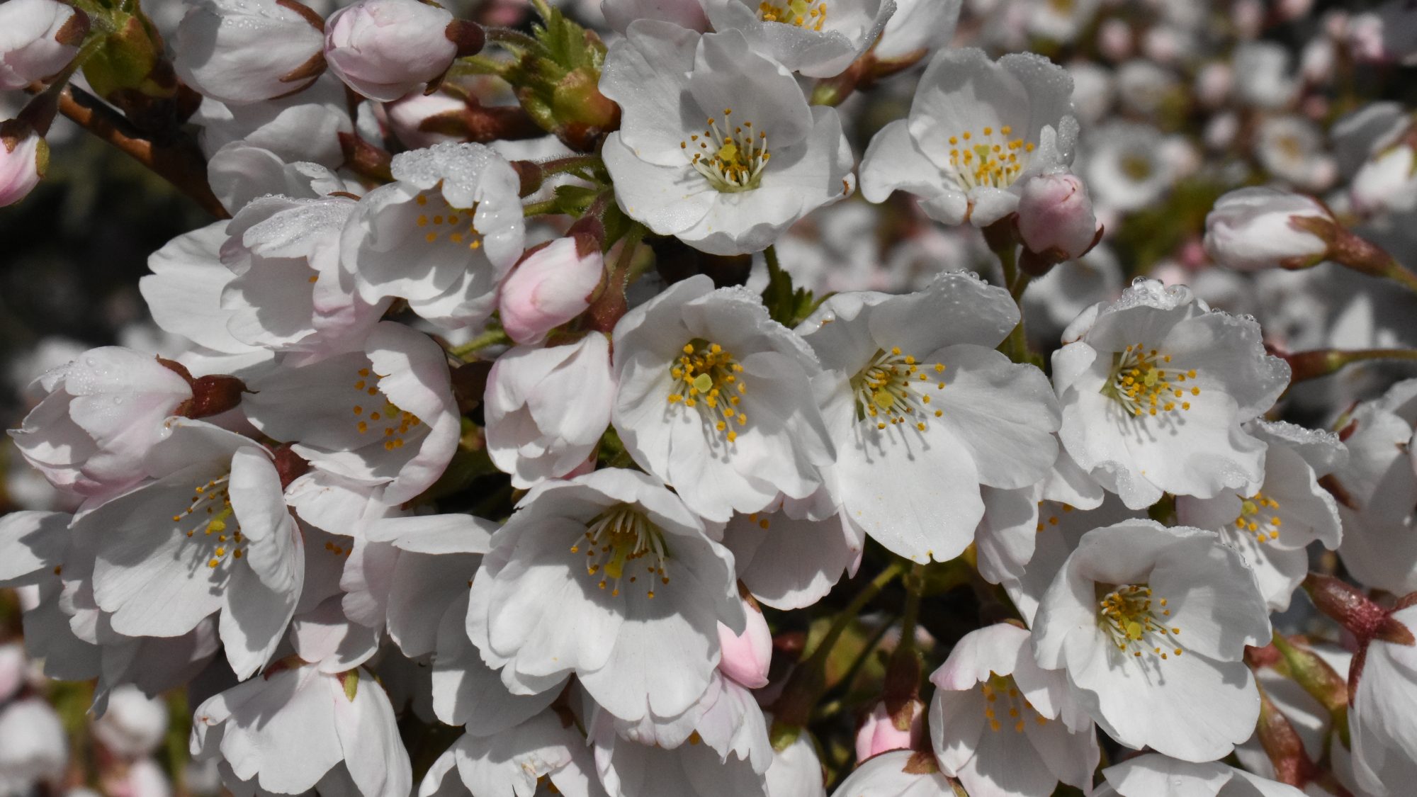 Prunus x yedoensis - Cambridge Botanic Garden