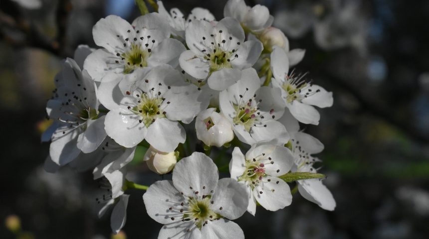 Pyrus pyrifolia - Cambridge University Botanic Garden