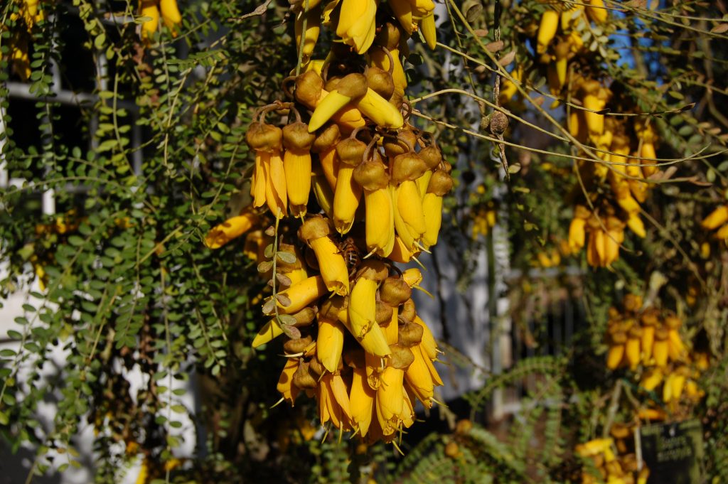 Sophora microphylla - Cambridge University Botanic Garden