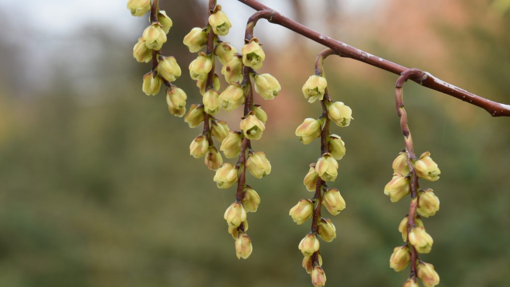 Stachyurus praecox - Cambridge University Botanic Garden