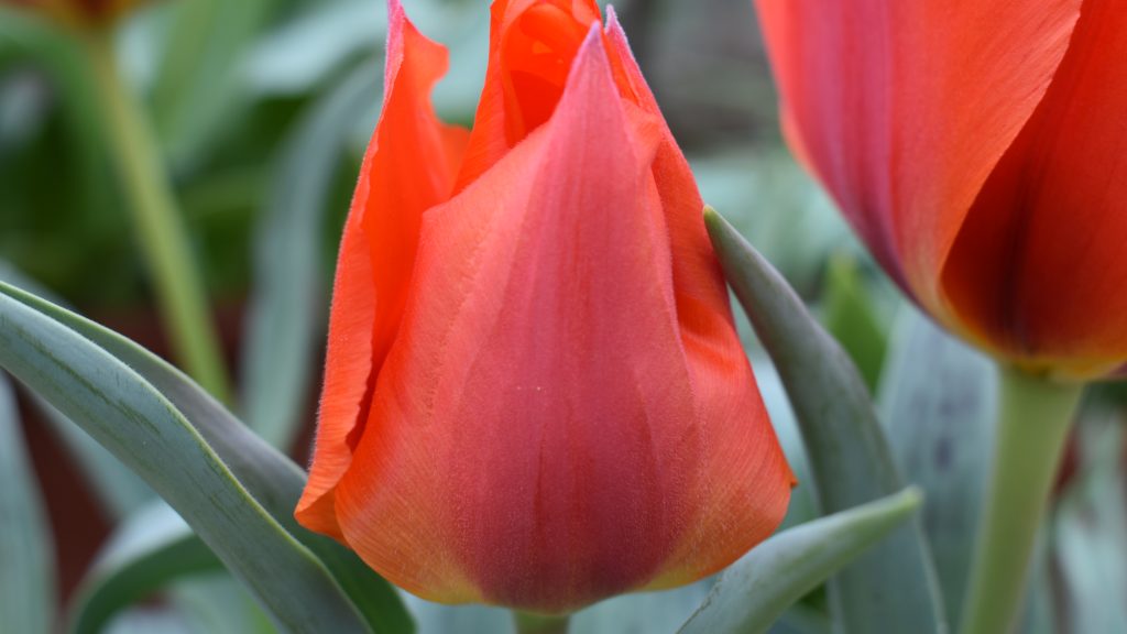 Tulipa greigii - Cambridge University Botanic Garden