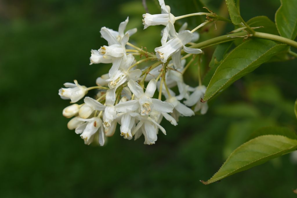 Staphylea colchica - Cambridge University Botanic Garden