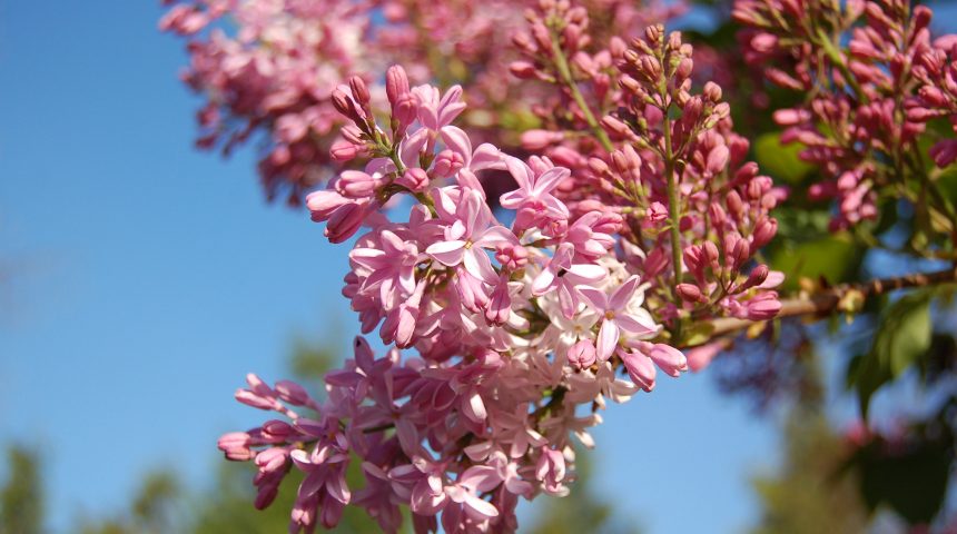 Syringa 'Buffon' - Cambridge University Botanic Garden
