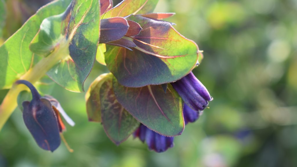Cerinthe major ssp. purpurascens - Cambridge University Botanic Garden