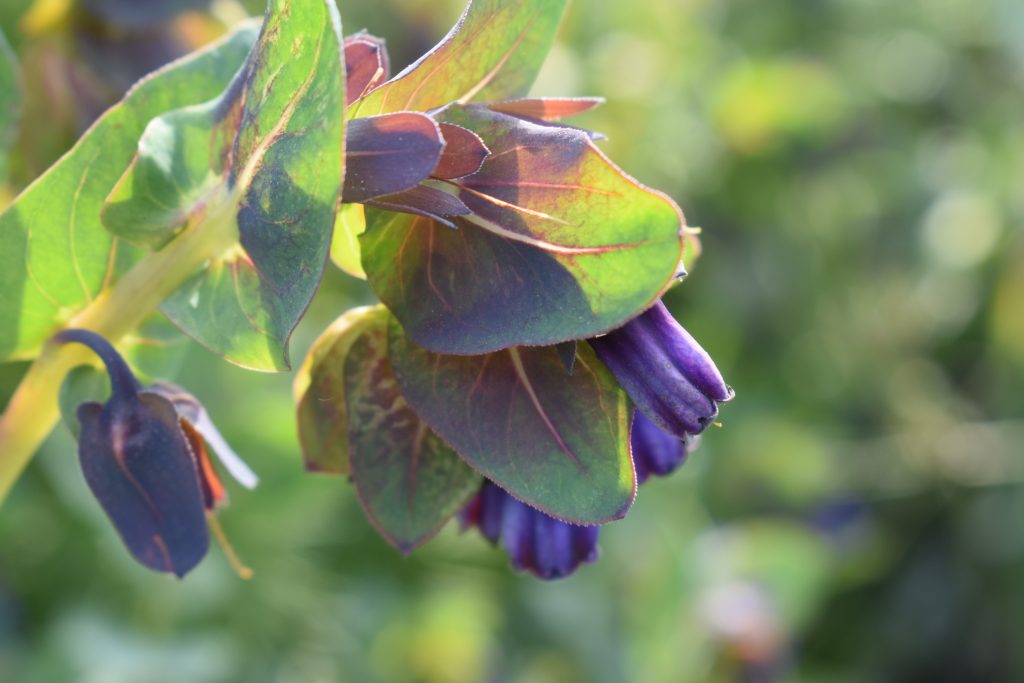 Cerinthe major ssp. purpurascens - Cambridge University Botanic Garden