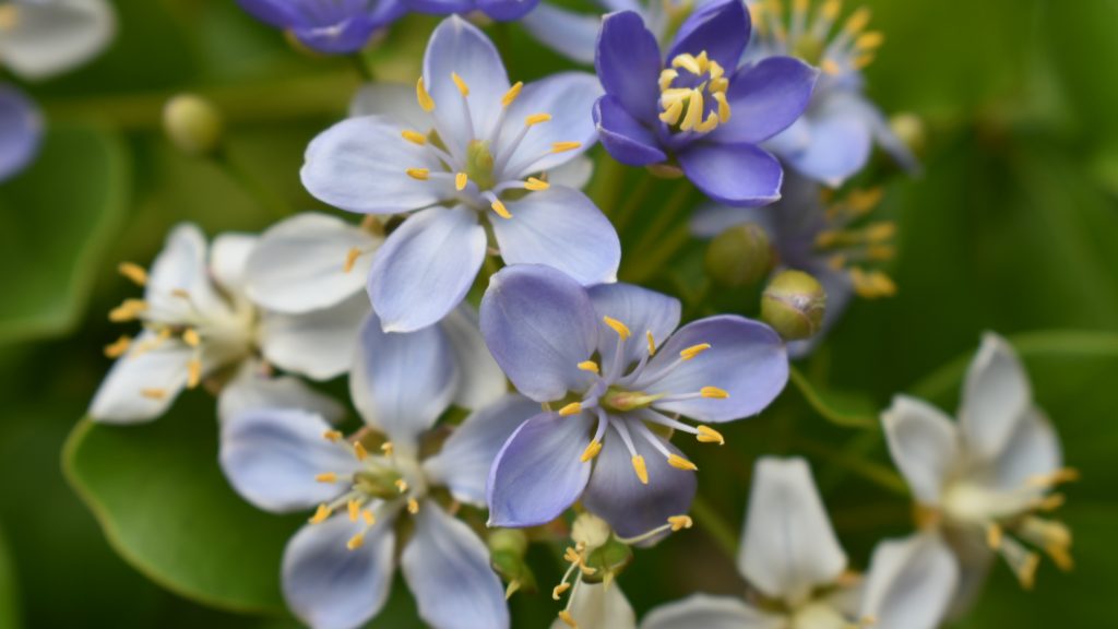 Guaiacum officinale - Cambridge University Botanic Garden
