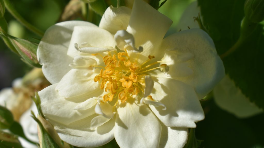 Rosa moschata - Cambridge University Botanic Garden