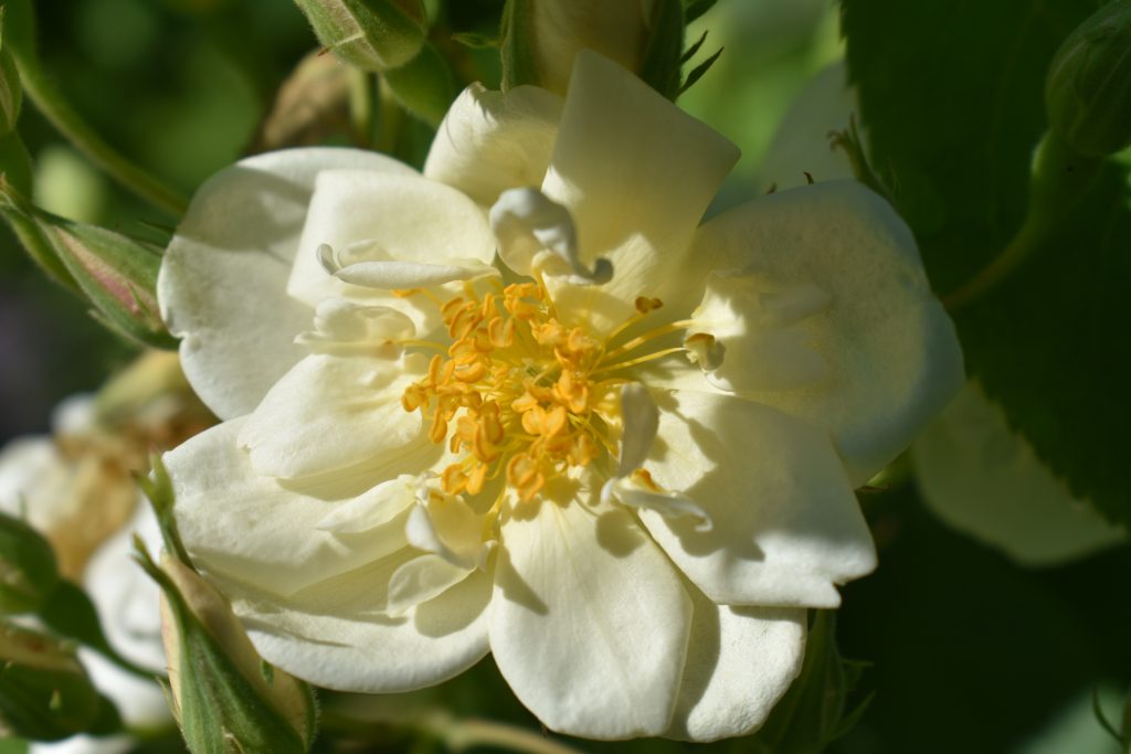 Rosa moschata - Cambridge University Botanic Garden