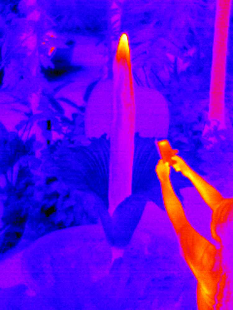 thermal - Cambridge Botanic Garden