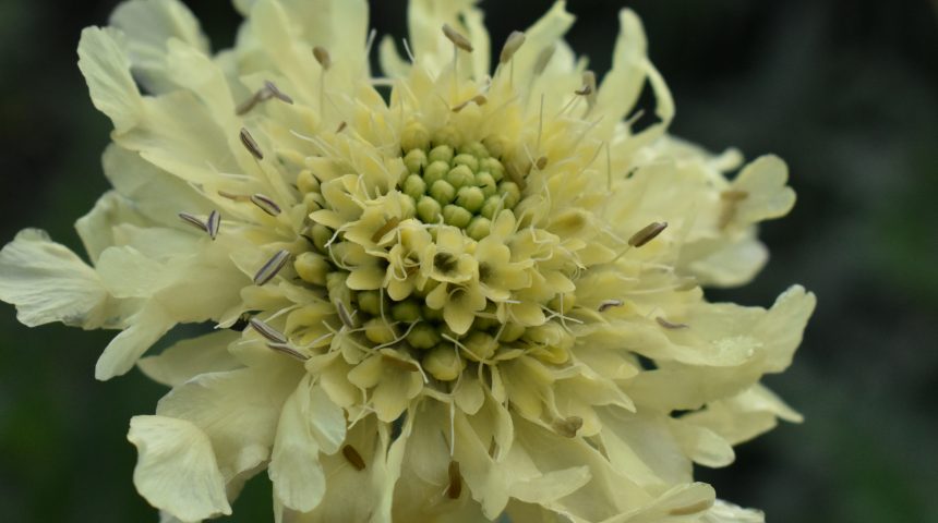 Cephalaria gigantea - Cambridge Botanic Garden