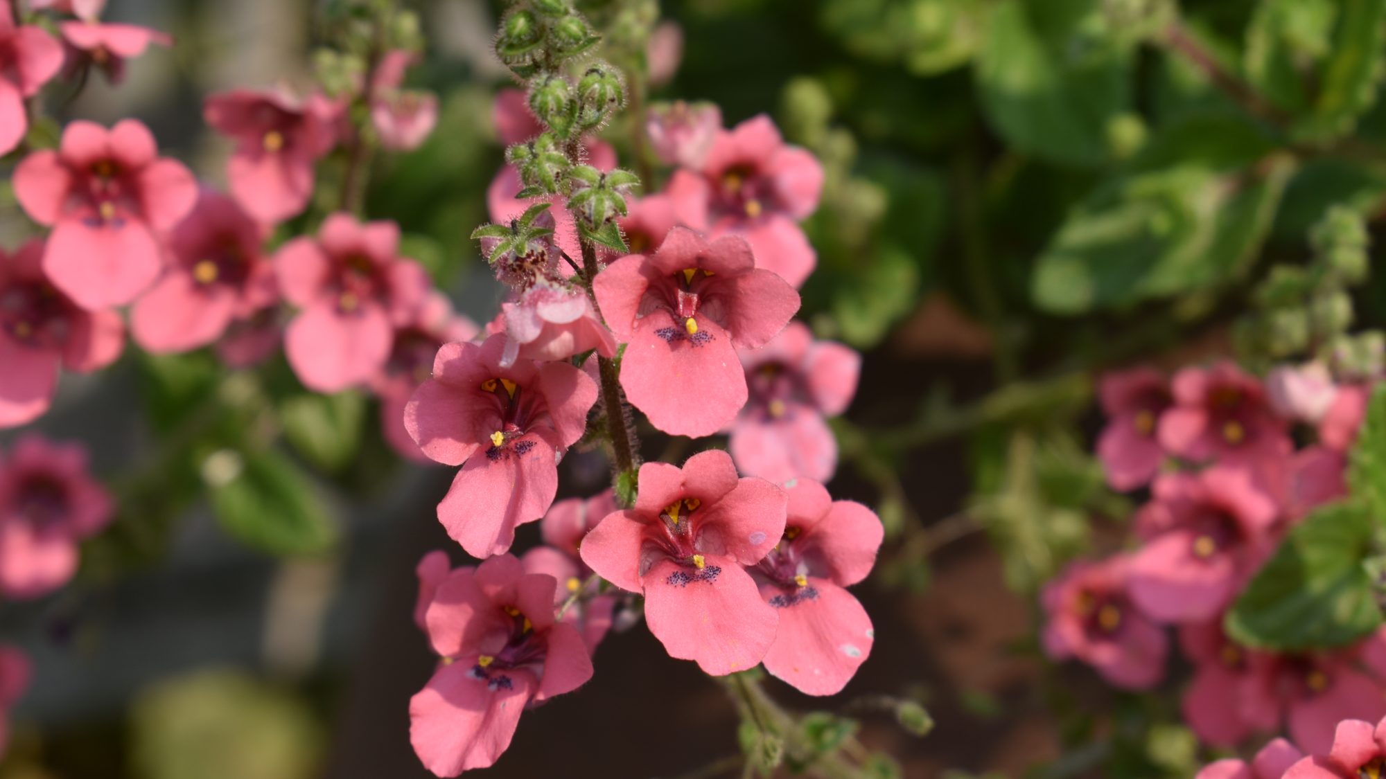 Diascia fetcaniensis - Cambridge Botanic Garden